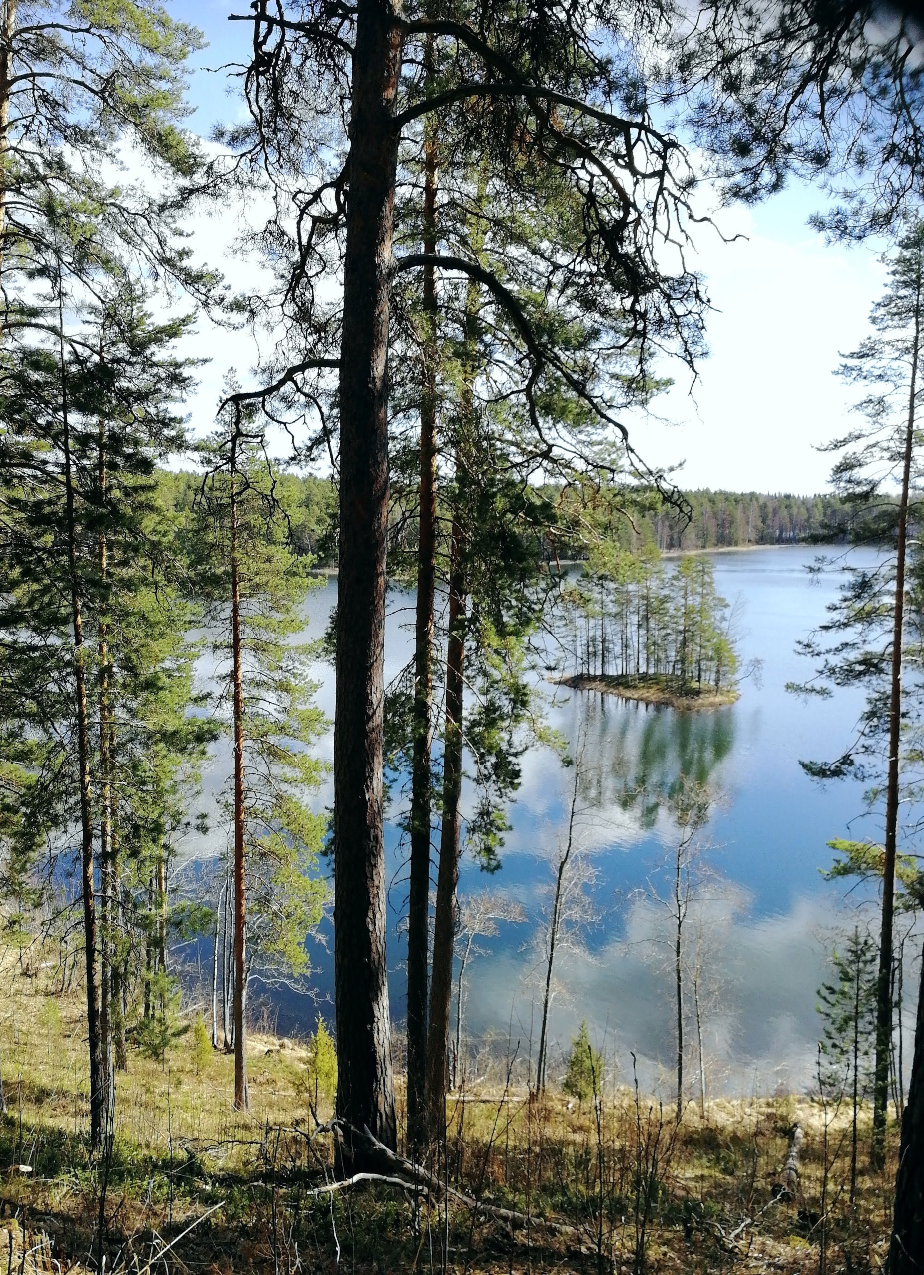 Savolaisessa Metsäkeskustelussa Keskiössä Ovat Metsänomistajat Metsät