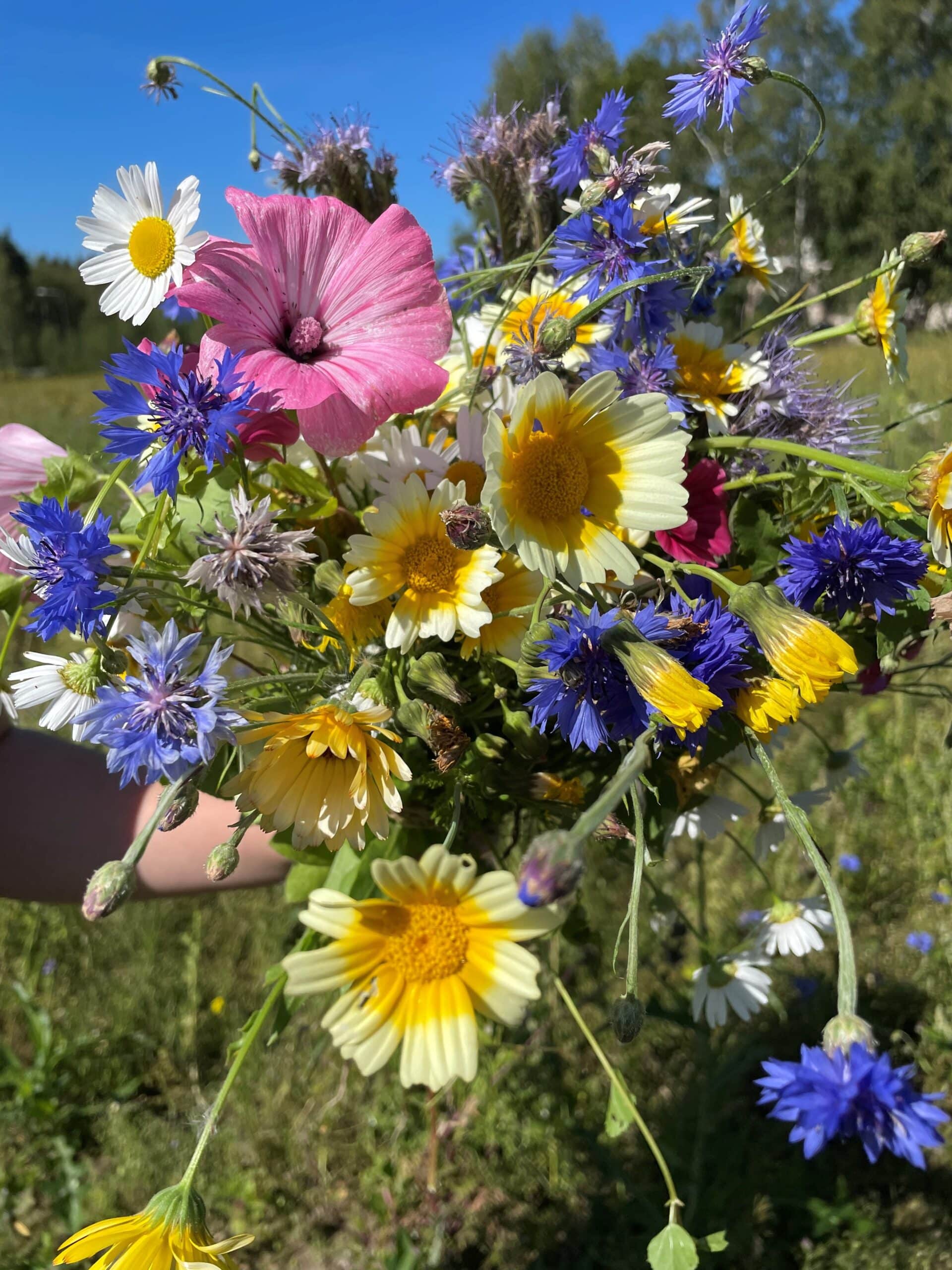 Muista maanomistajan lupa maisemakukkapellolla - Maaseutu.fi