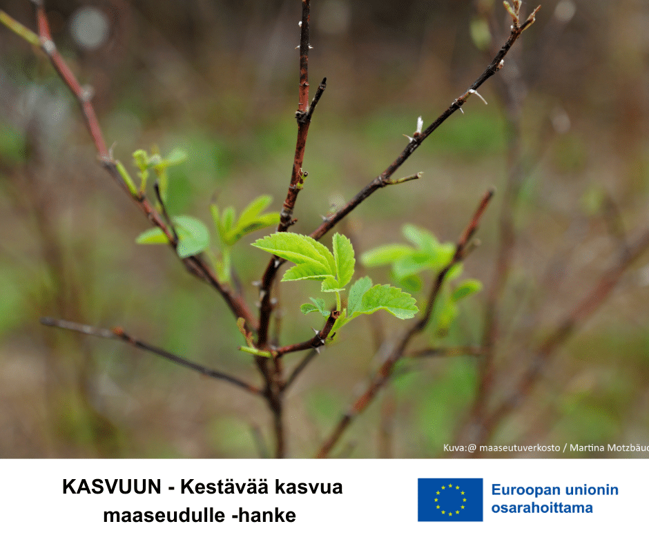 Liiketoimintaa saunaelämyksistä - Maaseutu.fi